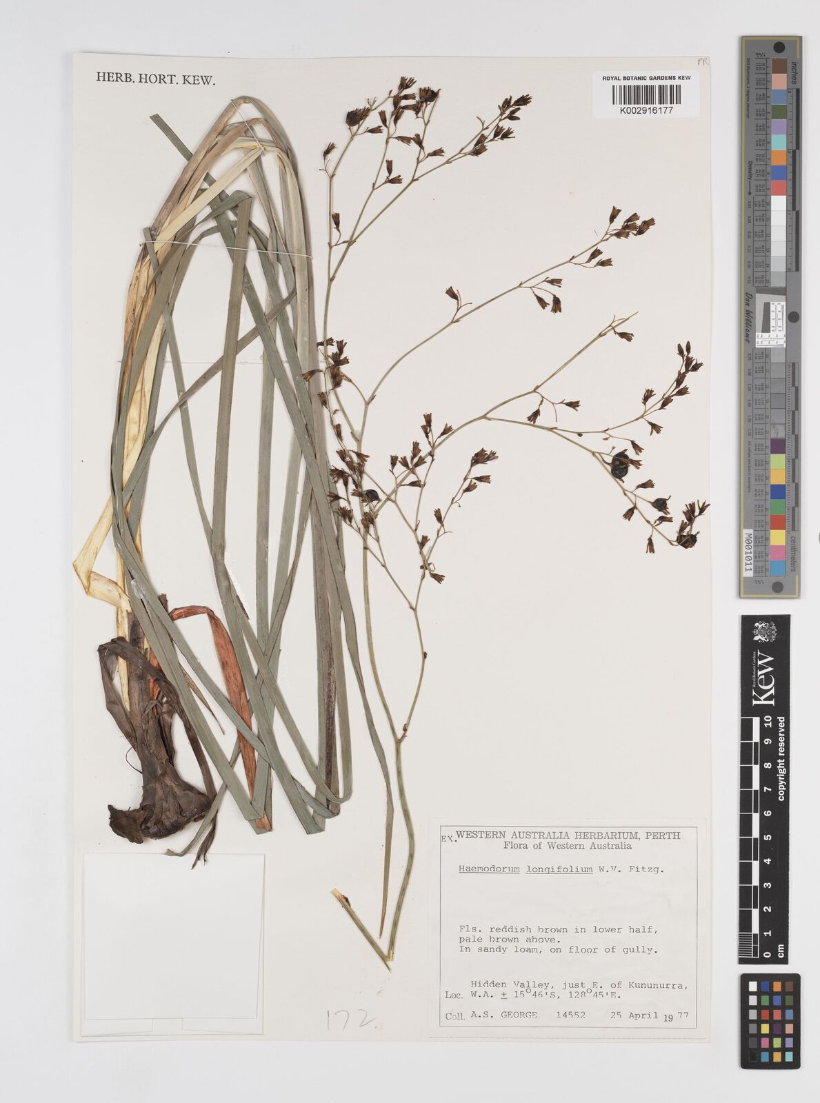 Haemodorum Sm. | Plants of the World Online | Kew Science