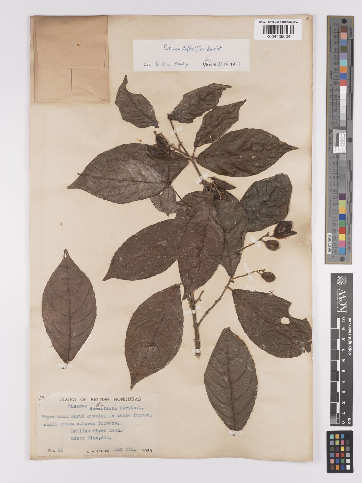 Rinorea deflexiflora Bartlett | Plants of the World Online | Kew Science