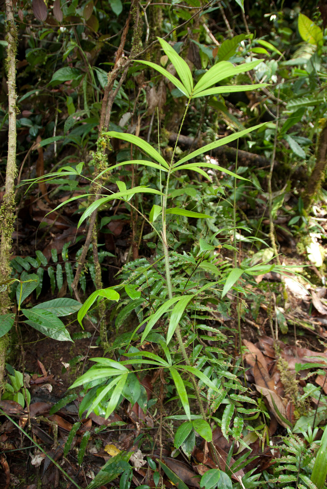Calamus superciliatus W.J.Baker & J.Dransf. | Plants of the World ...