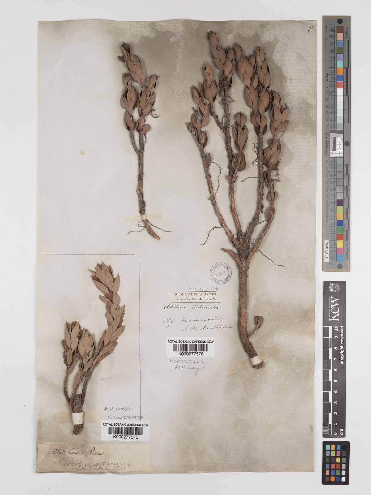 Styphelia tecta (R.Br.) Spreng. | Plants of the World Online | Kew Science