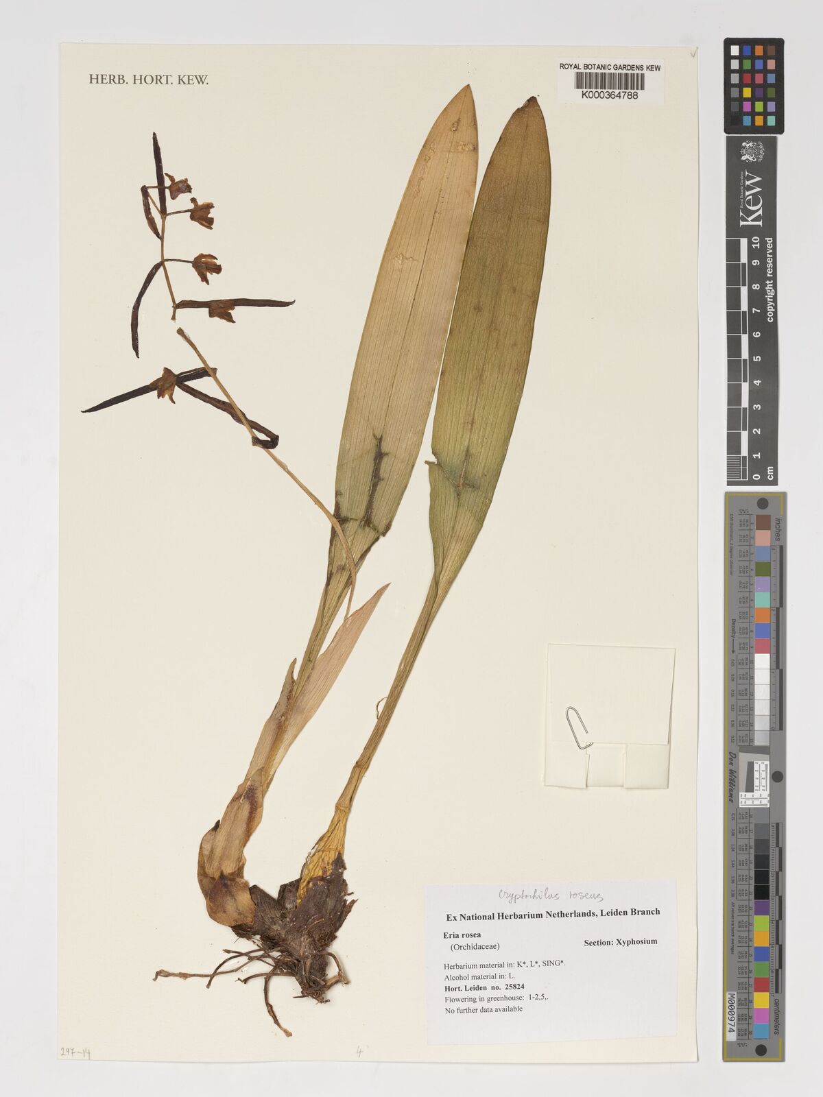 Cryptochilus roseus (Lindl.) S.C.Chen & J.J.Wood | Plants of the World ...