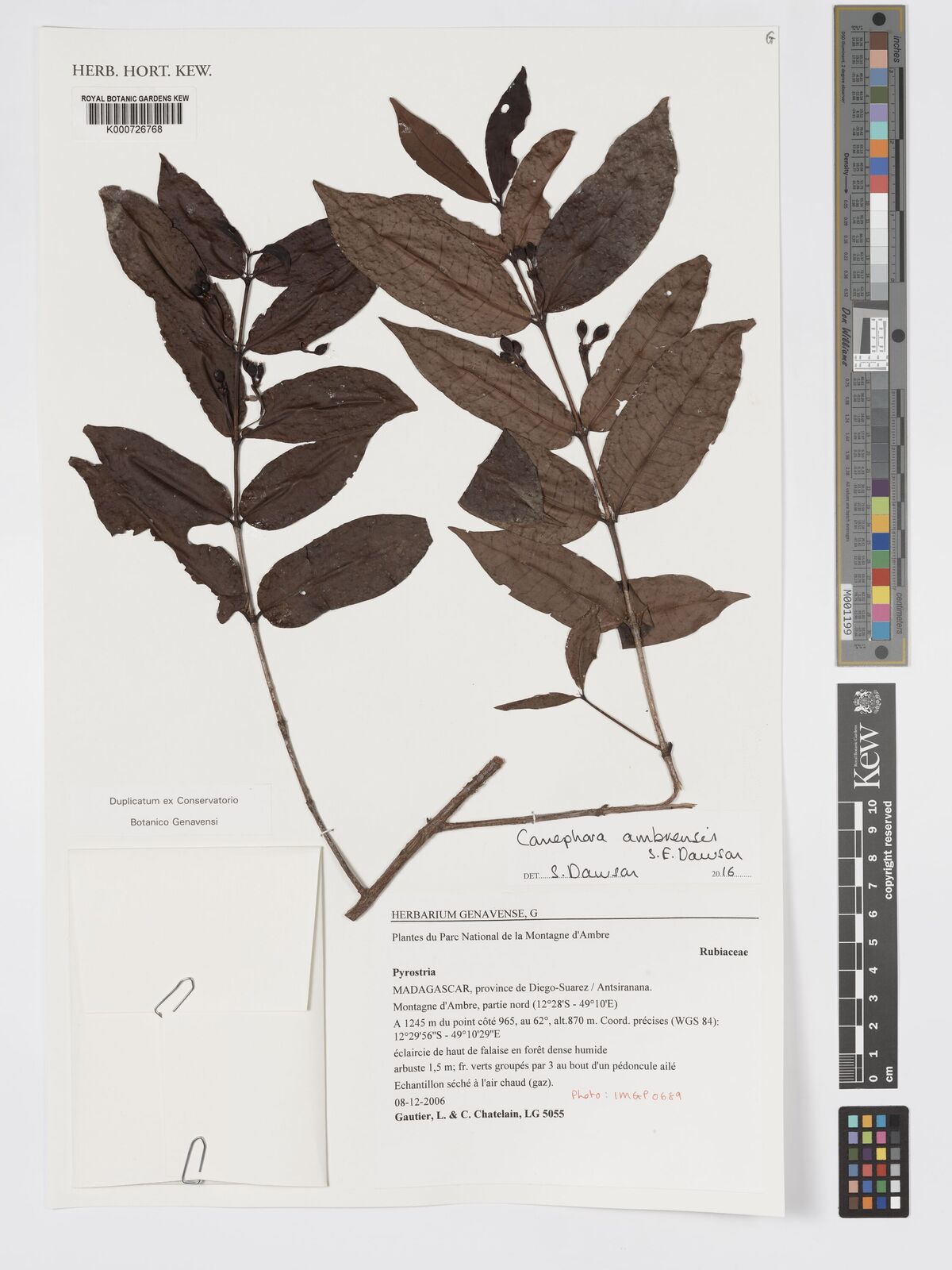 Canephora ambrensis S.E.Dawson | Plants of the World Online | Kew Science
