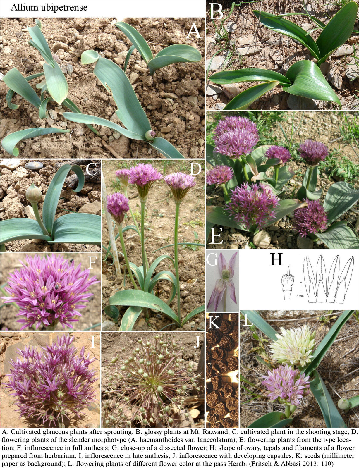 Allium ubipetrense R.M.Fritsch | Plants of the World Online | Kew Science