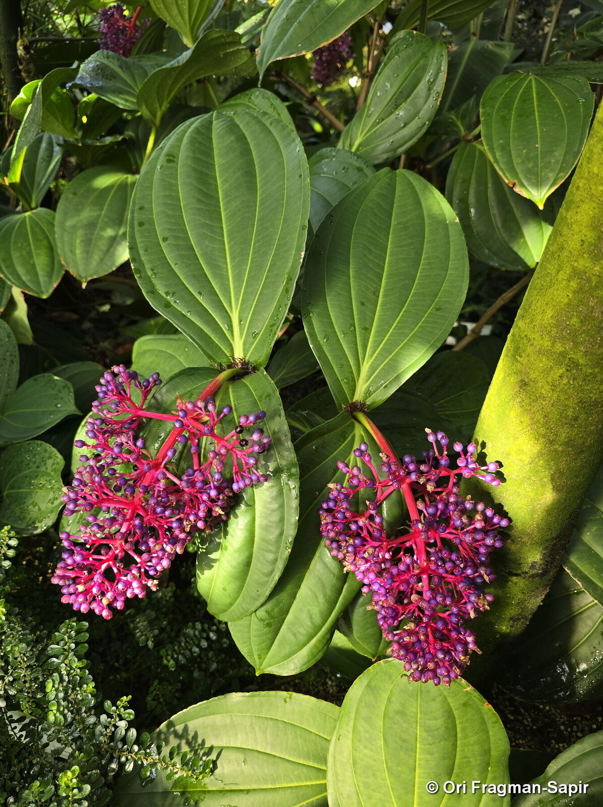 Medinilla eximia (Jack) Blume | Plants of the World Online | Kew Science