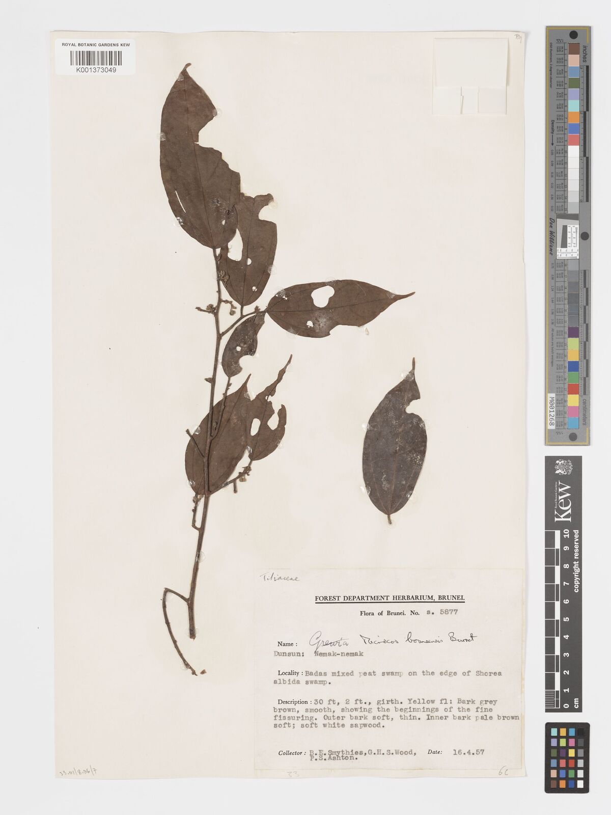 Microcos borneensis Burret | Plants of the World Online | Kew Science