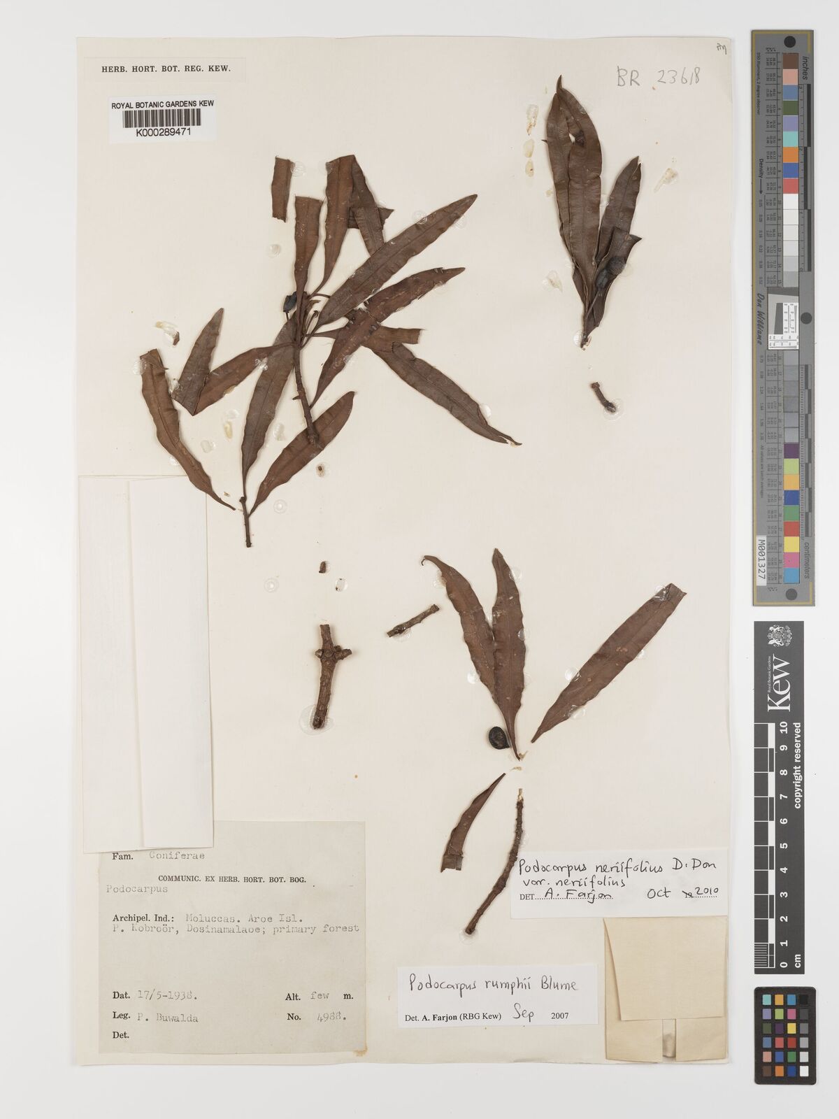 Podocarpus rumphii Blume | Plants of the World Online | Kew Science