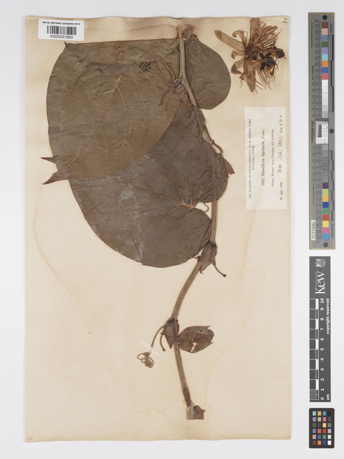 Passiflora ligularis Juss. | Plants of the World Online | Kew Science