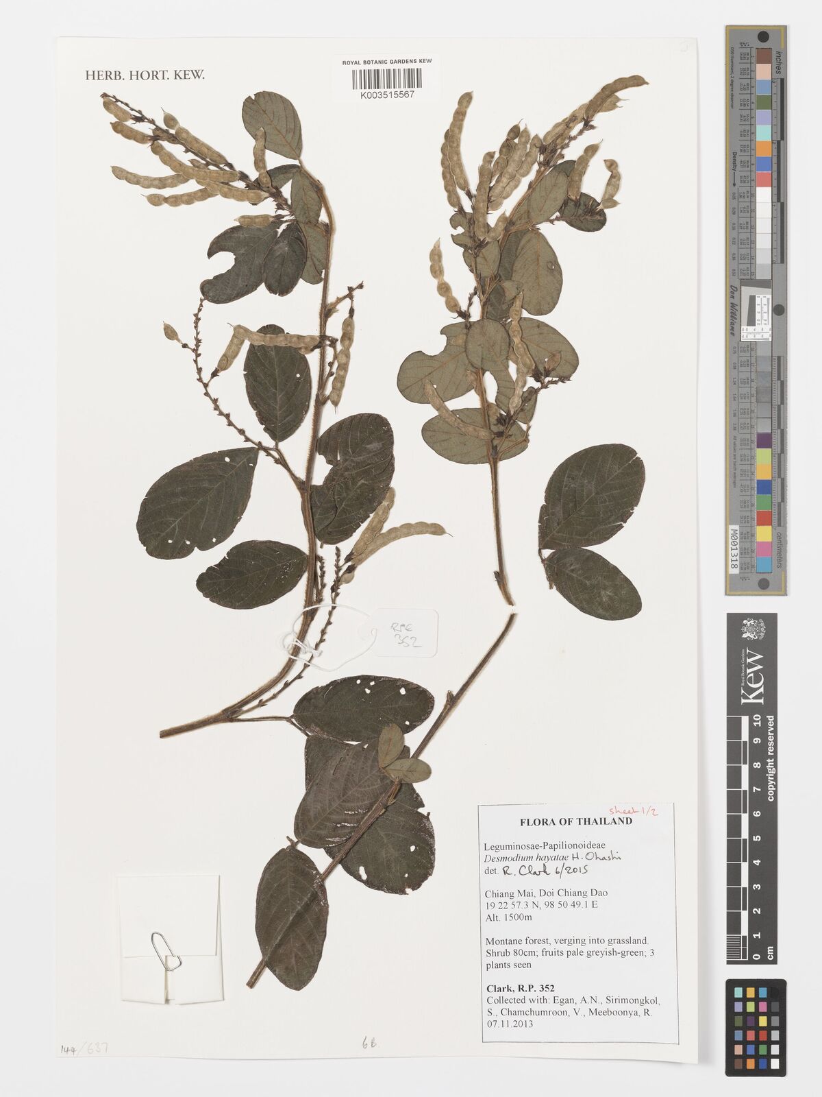Ototropis hayatae (H.Ohashi) H.Ohashi & K.Ohashi | Plants of the World ...