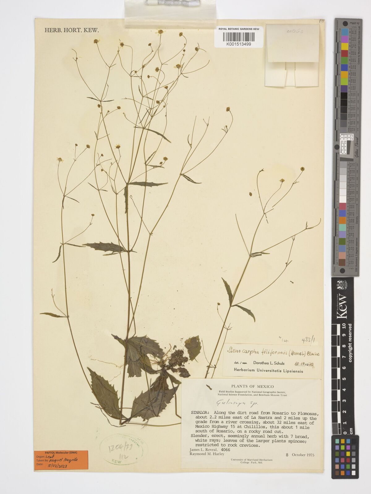 Stenocarpha S.F.Blake | Plants of the World Online | Kew Science