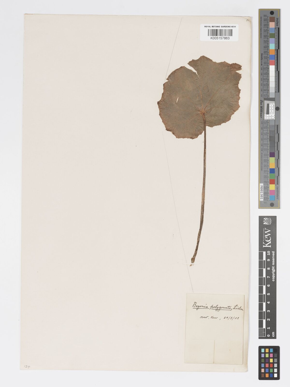 Begonia polygonata Liebm. | Plants of the World Online | Kew Science