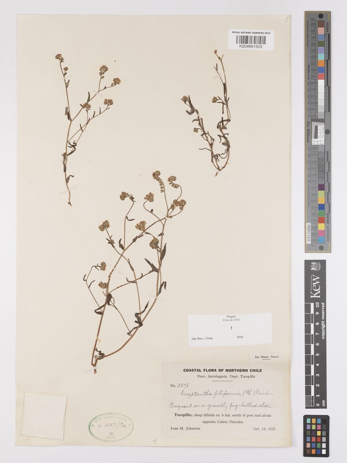 Cryptantha filiformis (Phil.) Reiche | Plants of the World Online | Kew ...