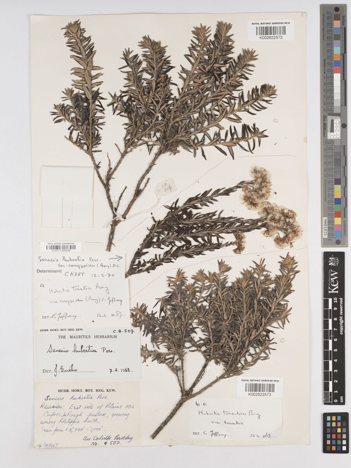 Hubertia tomentosa var. tomentosa | Plants of the World Online | Kew ...