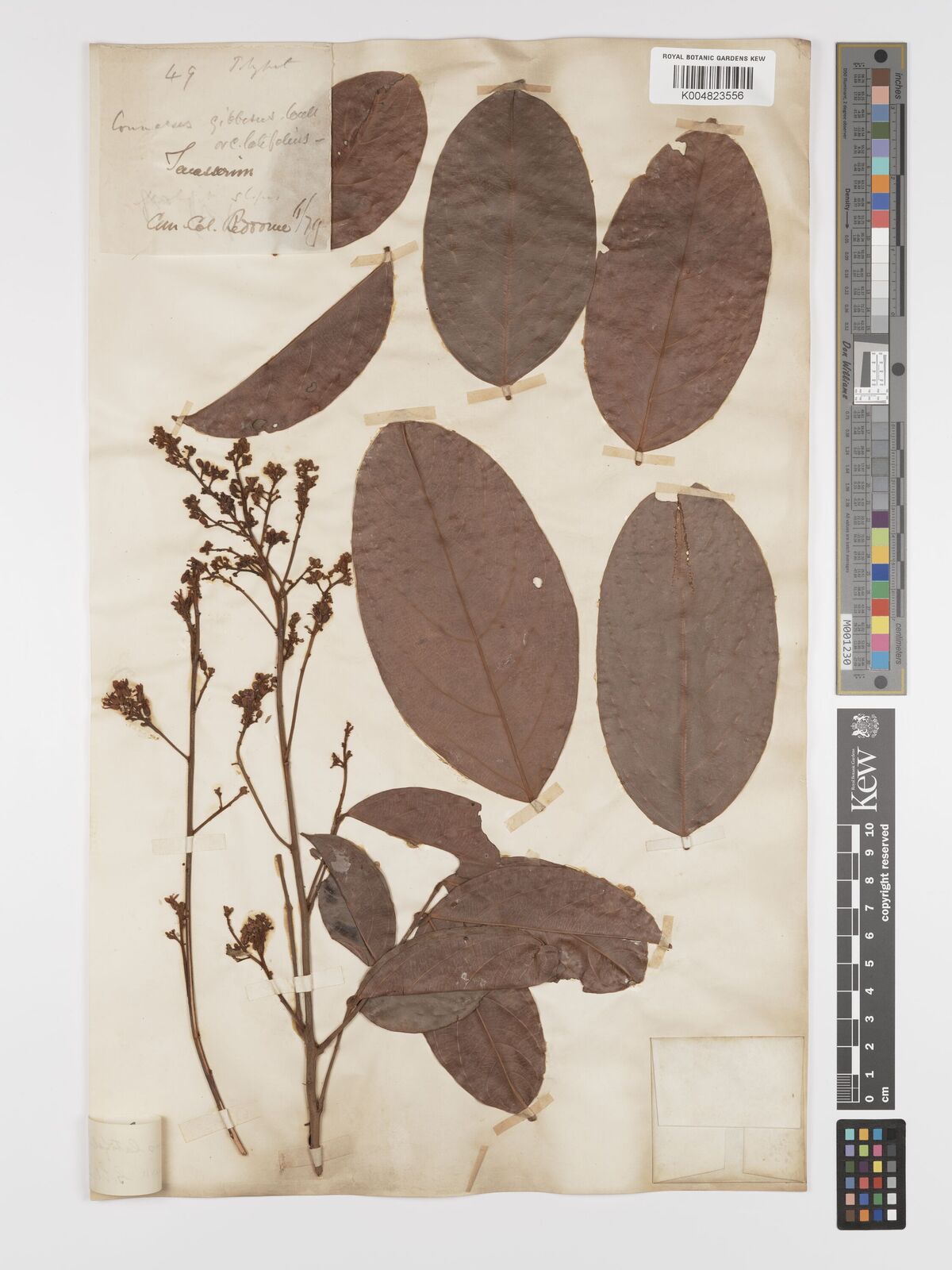 Connarus latifolius Wall. ex Planch. | Plants of the World Online | Kew ...