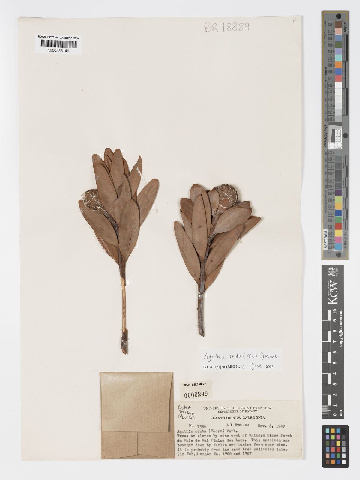 Agathis ovata (C.Moore ex Vieill.) Warb. | Plants of the World Online ...