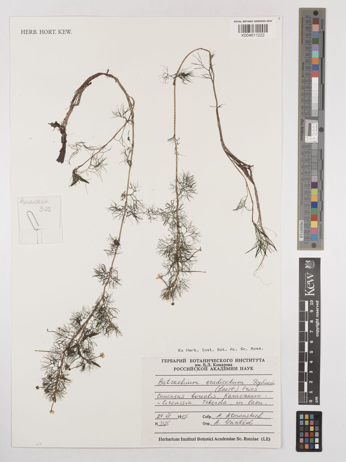 Ranunculus confervoides (Fr.) Fr. | Plants of the World Online | Kew ...