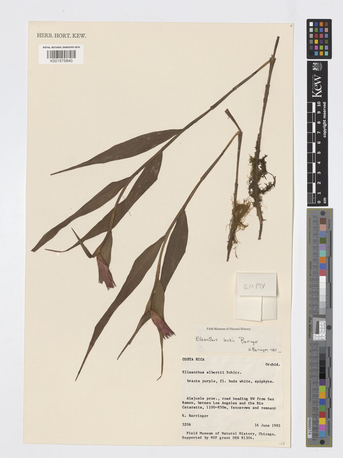 Elleanthus lentii Barringer | Plants of the World Online | Kew Science