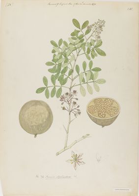 Limonia acidissima L. | Plants of the World Online | Kew Science