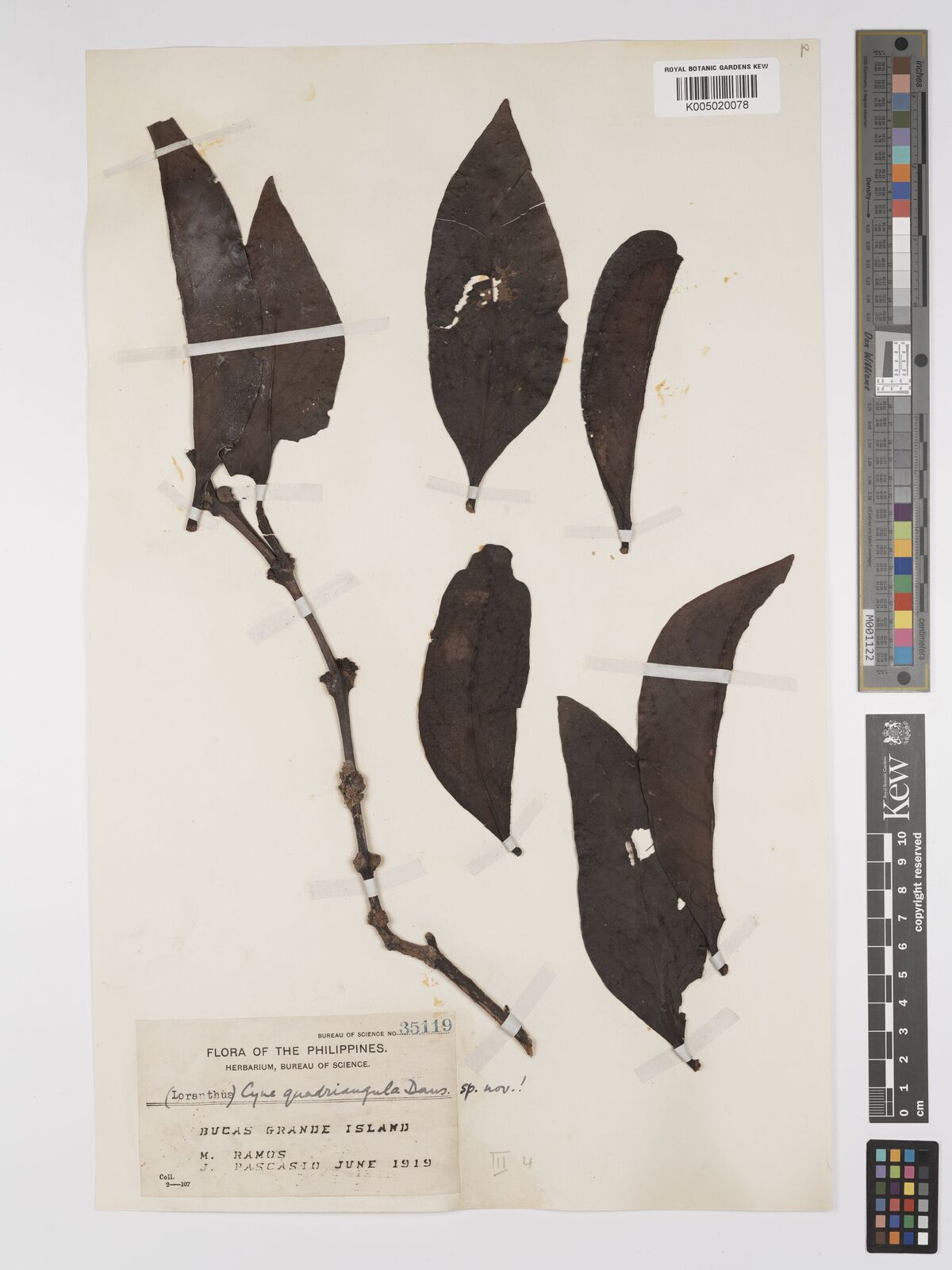 Cyne quadriangula Danser | Plants of the World Online | Kew Science