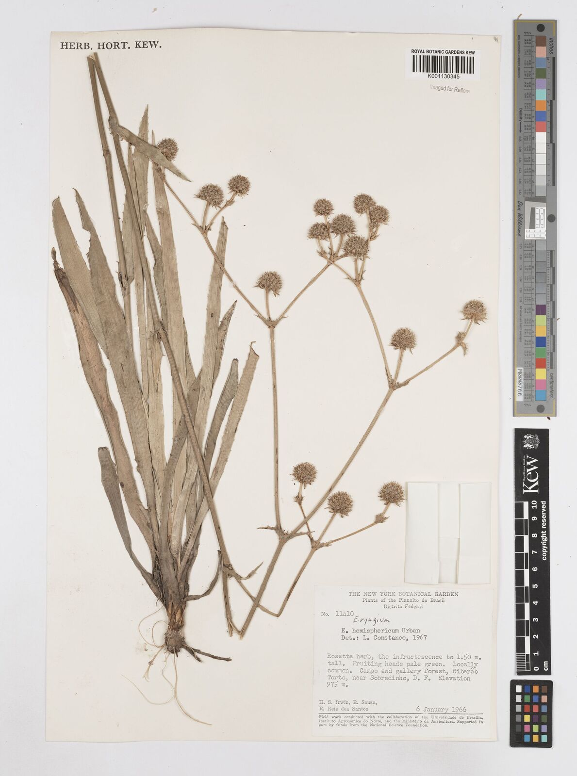 Eryngium hemisphaericum var. hemisphaericum | Plants of the World ...