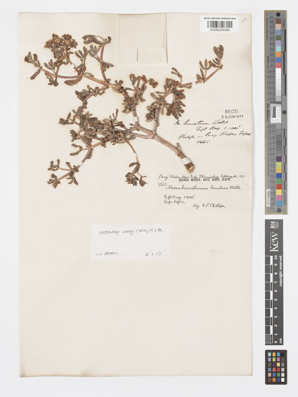 Oscularia lunata (Willd.) H.E.K.Hartmann | Plants of the World Online ...