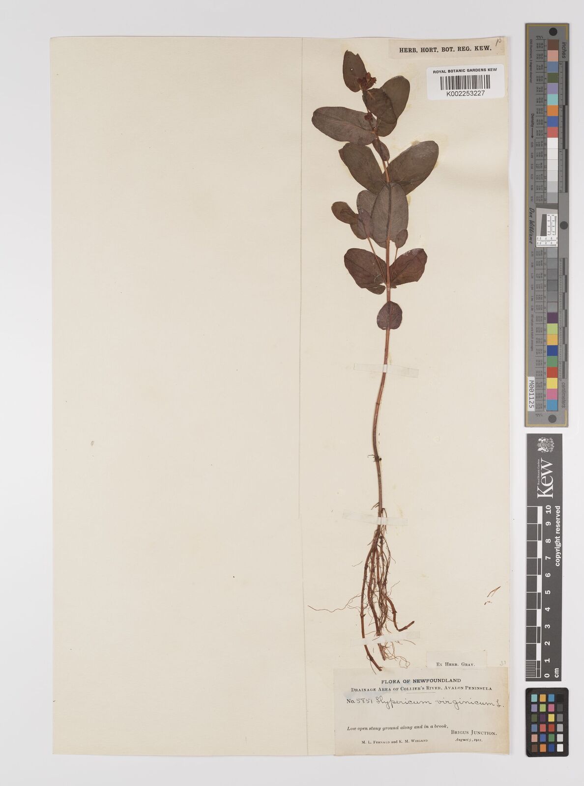 Hypericum fraseri (Spach) Steud. | Plants of the World Online | Kew Science