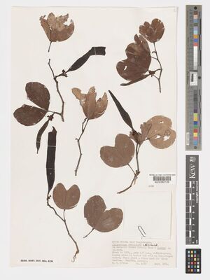 Piliostigma reticulatum (DC.) Hochst. | Plants of the World Online ...