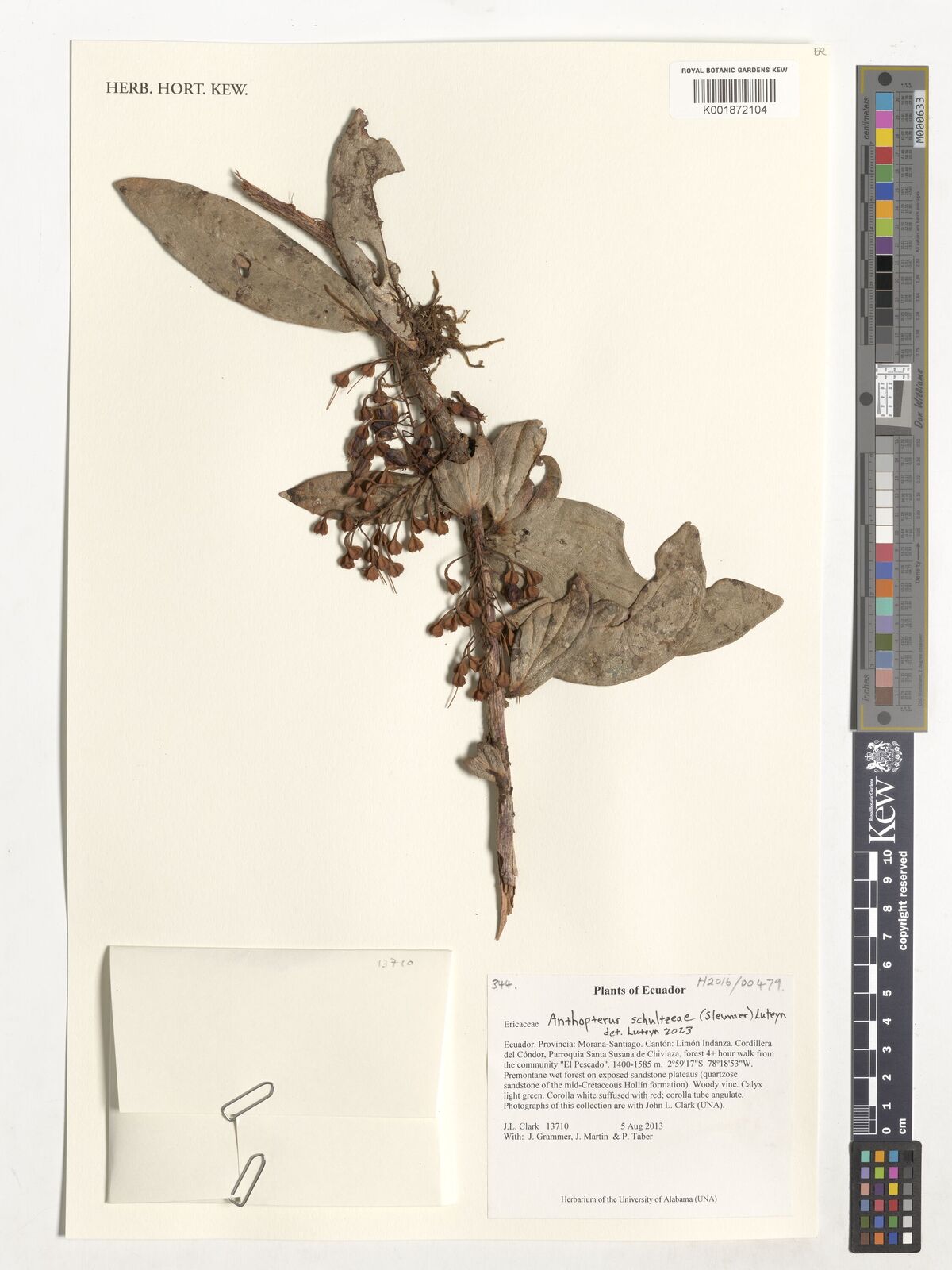 Anthopterus schultzeae (Sleumer) Luteyn | Plants of the World Online ...