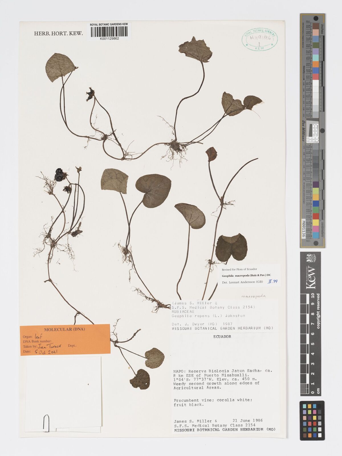 Geophila macropoda (Ruiz & Pav.) DC. | Plants of the World Online | Kew ...