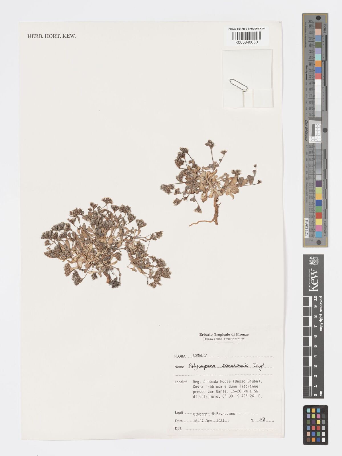 Polycarpaea somalensis Engl. | Plants of the World Online | Kew Science