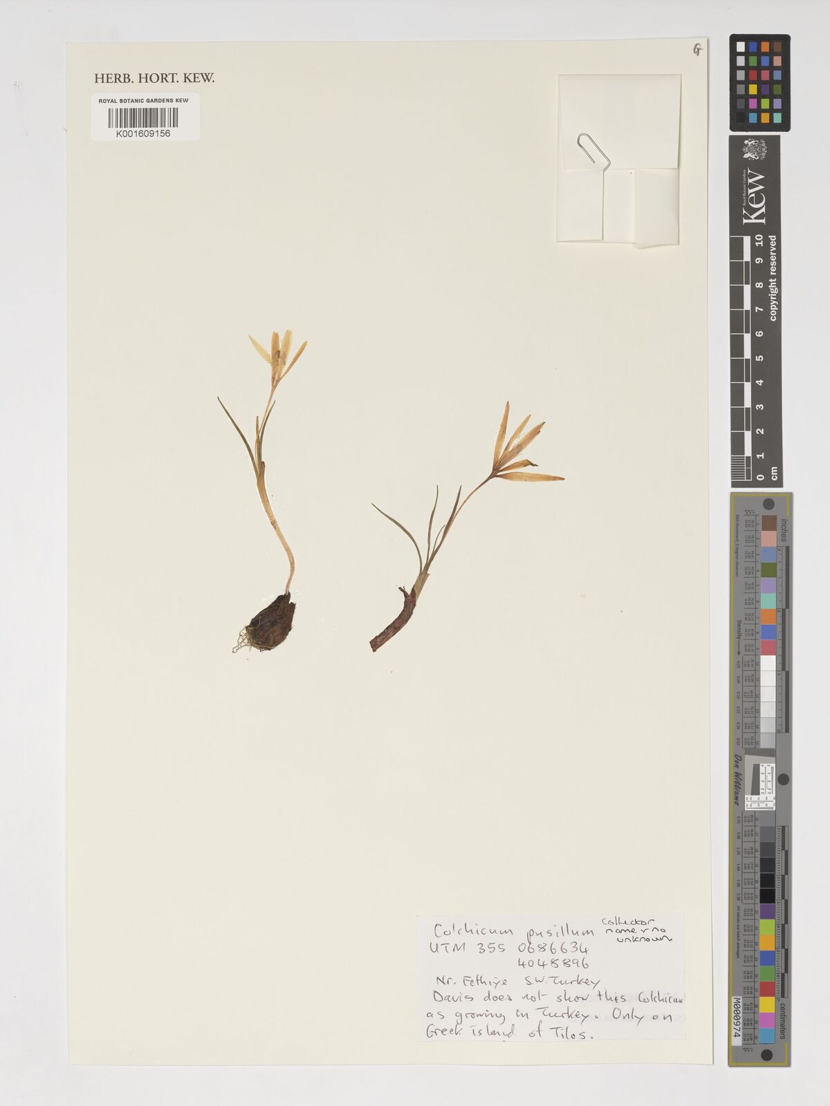 Colchicum pusillum Sieber | Plants of the World Online | Kew Science