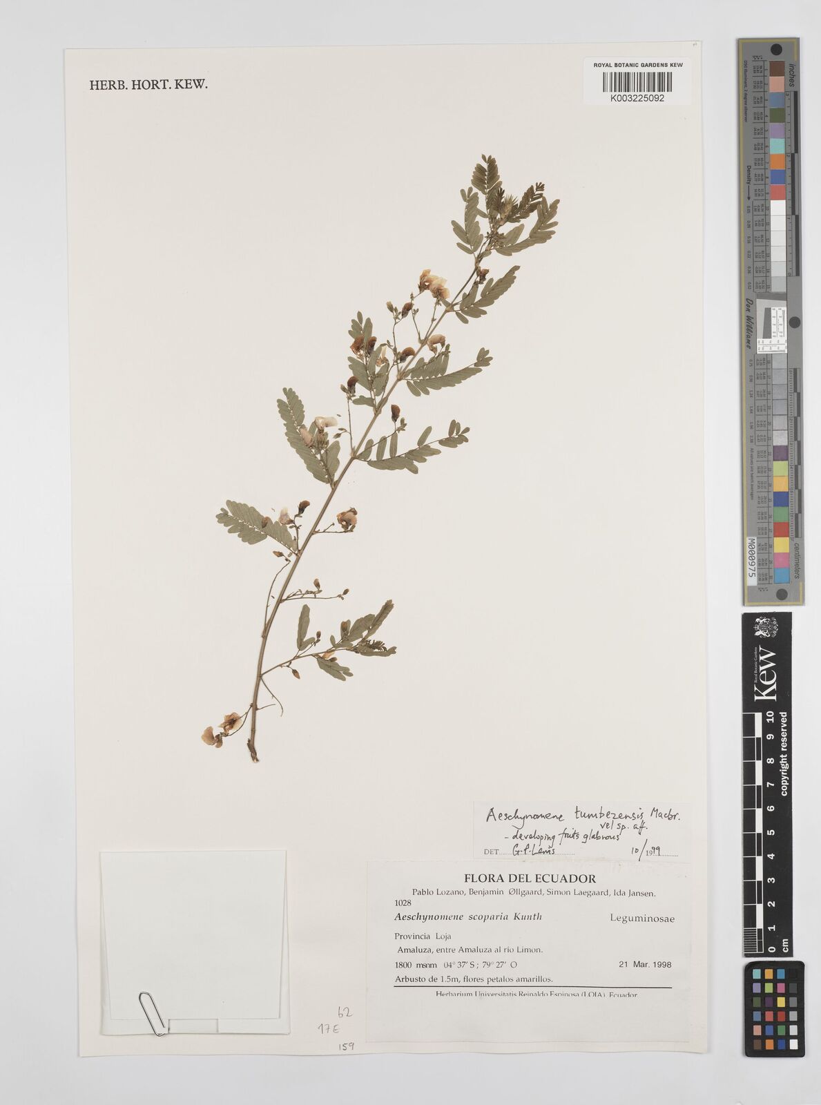 Ctenodon tumbezensis (J.F.Macbr.) D.B.O.S.Cardoso & H.C.Lima | Plants ...