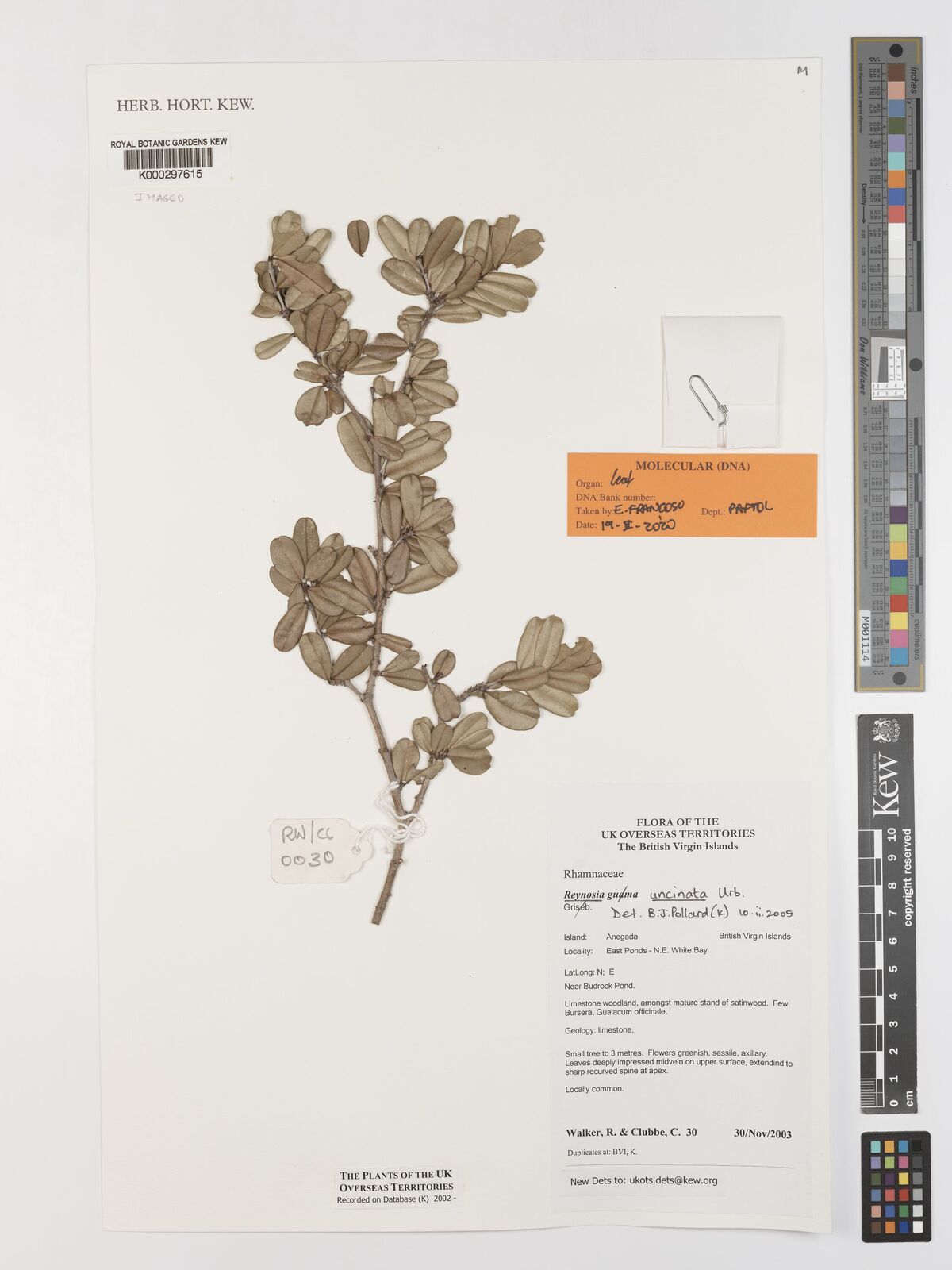 Reynosia uncinata Urb. | Plants of the World Online | Kew Science
