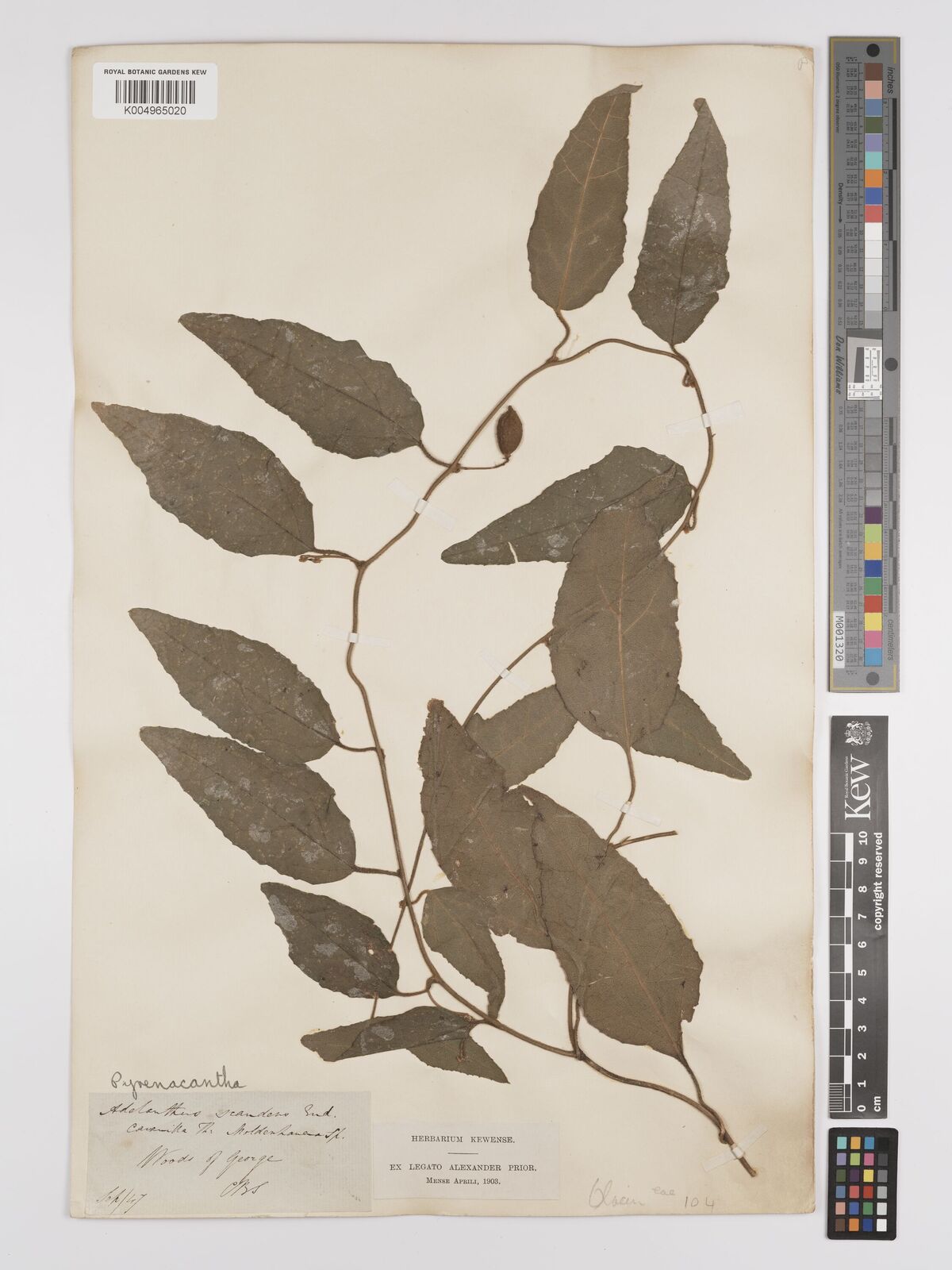 Pyrenacantha scandens Planch. ex Harv. | Plants of the World Online ...