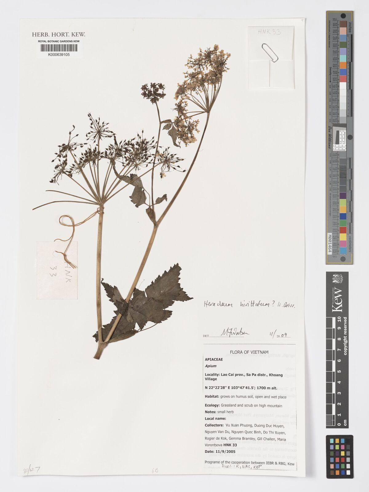 Tetrataenium bivittatum (H.Boissieu) Manden. | Plants of the World ...