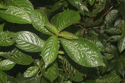 Strobilanthes crispa (L.) Blume | Plants of the World Online | Kew Science