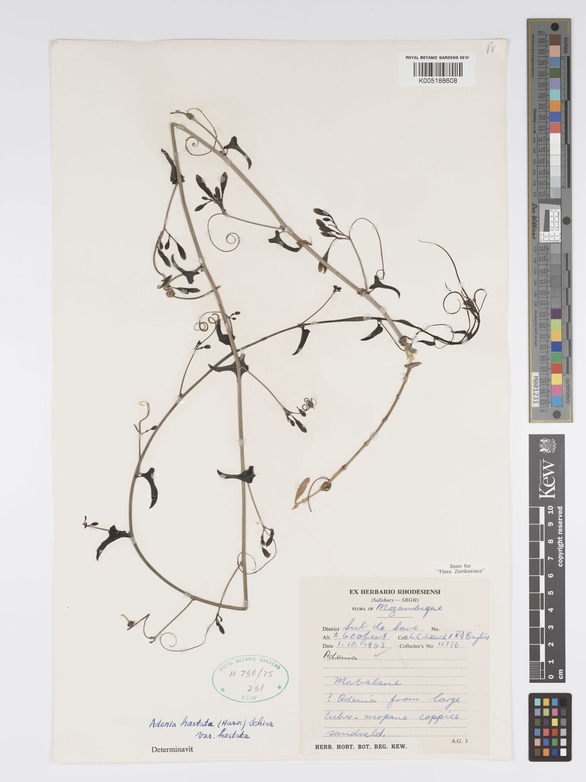 Adenia hastata var. hastata | Plants of the World Online | Kew Science