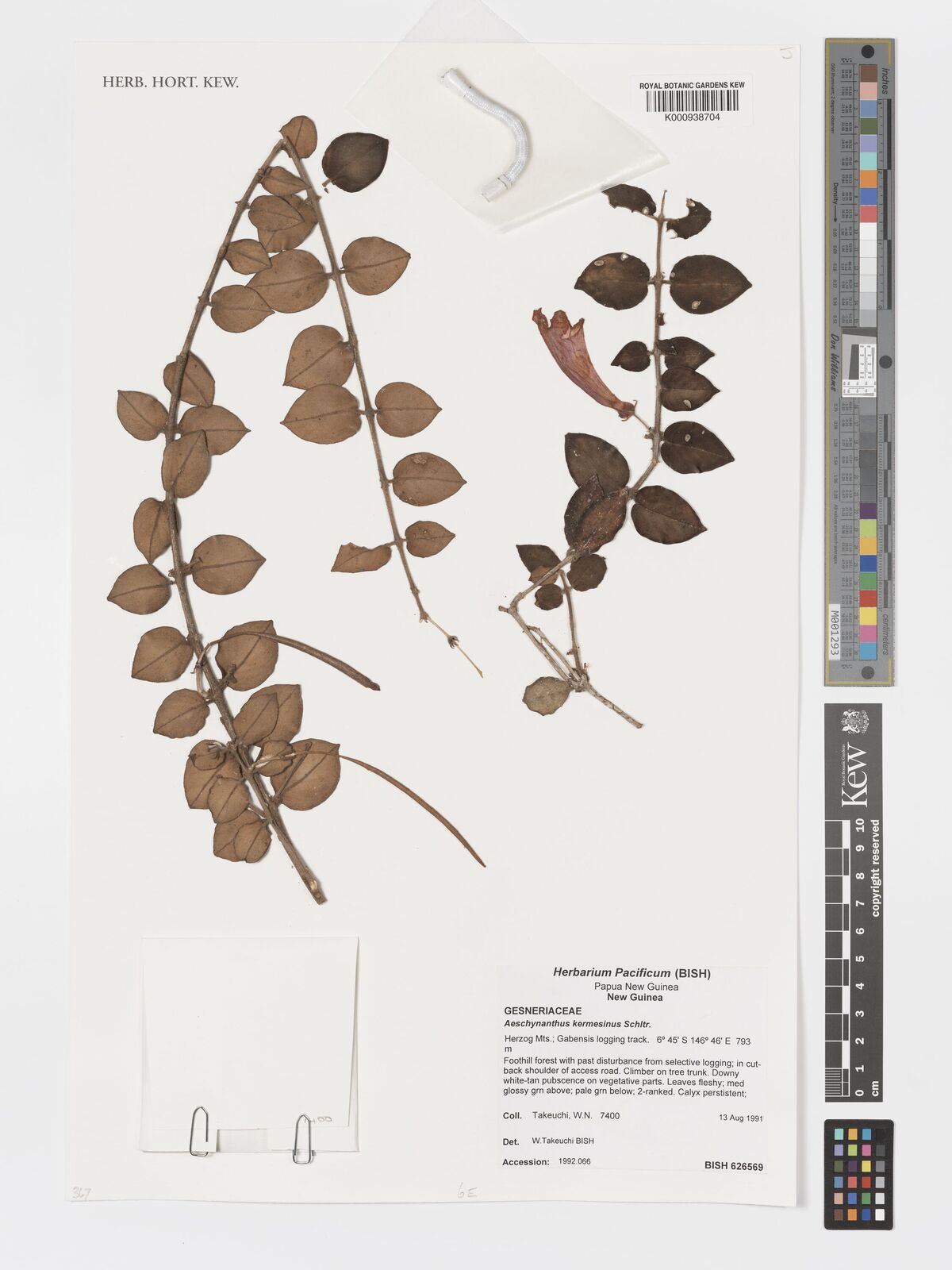 Aeschynanthus kermesinus Schltr. | Plants of the World Online | Kew Science