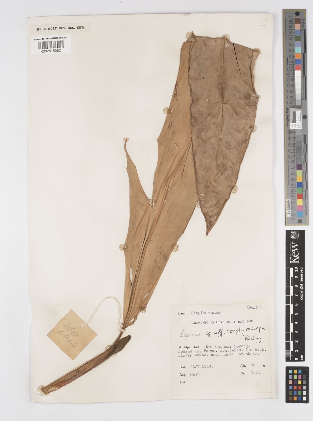 Alpinia porphyrocarpa Ridl. | Plants of the World Online | Kew Science