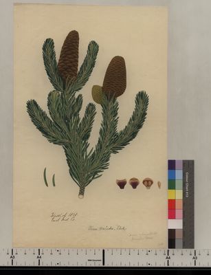 Abies spectabilis (D.Don) Mirb. | Plants of the World Online | Kew Science
