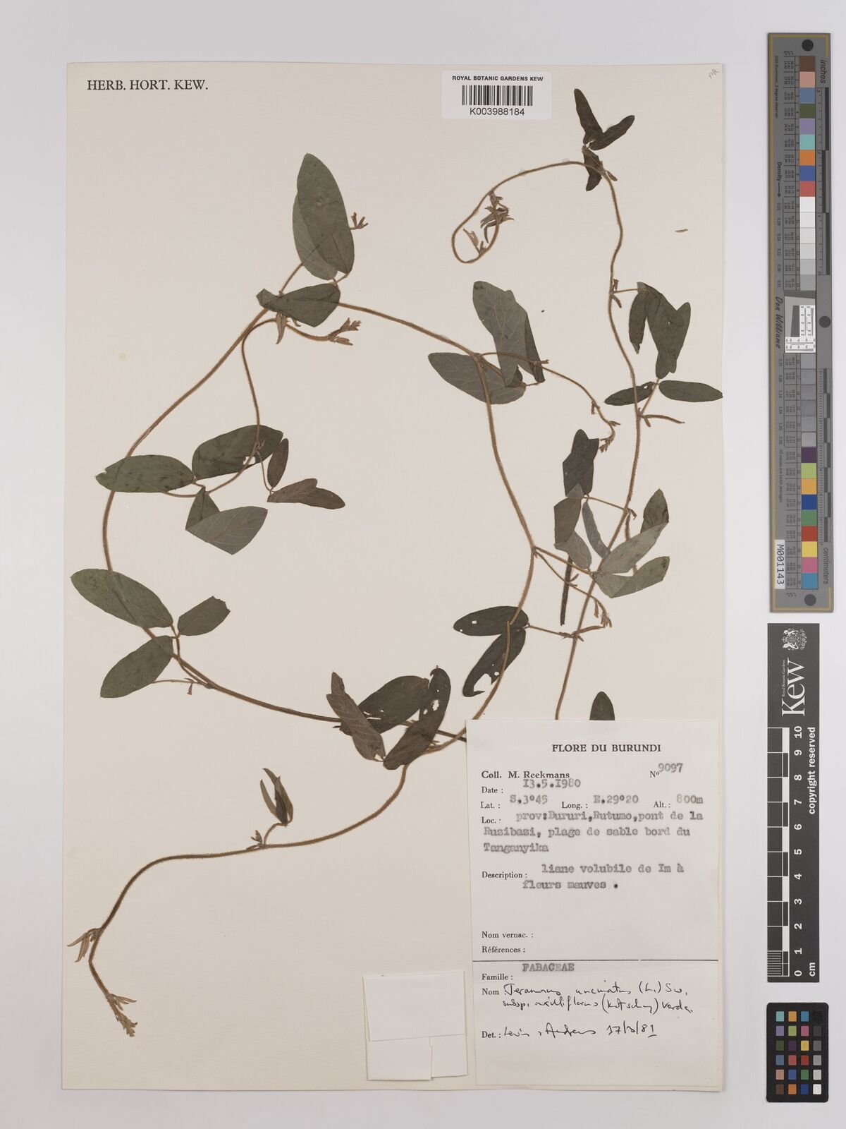 Teramnus uncinatus subsp. axilliflorus (Kotschy) Verdc. | Plants of the ...