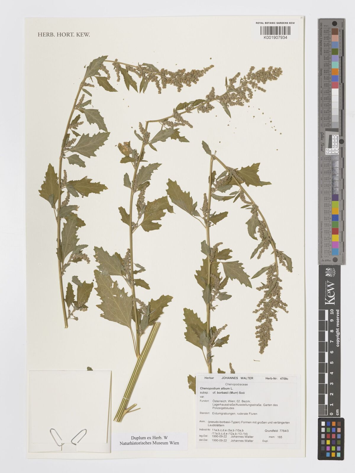 Chenopodium × borbasii Murr | Plants of the World Online | Kew Science