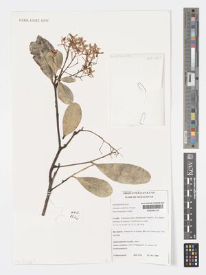 Asteropeia multiflora Thouars | Plants of the World Online | Kew Science