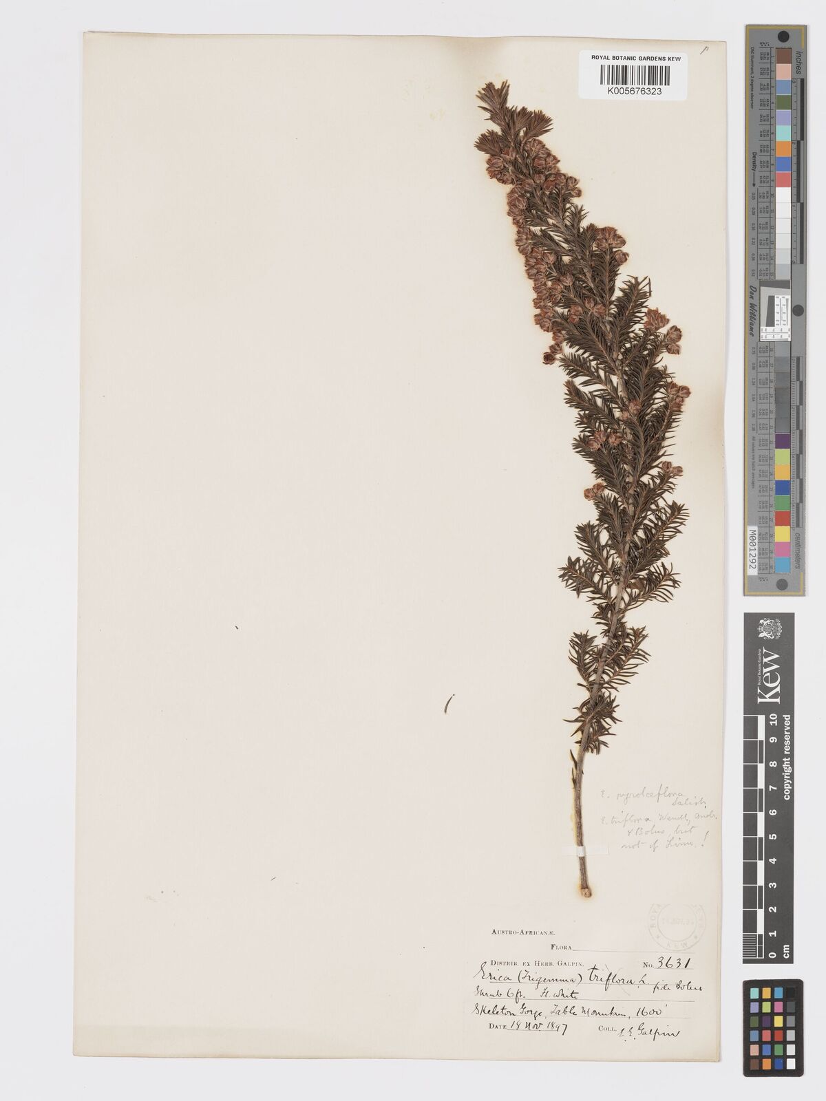 Erica triflora var. triflora | Plants of the World Online | Kew Science