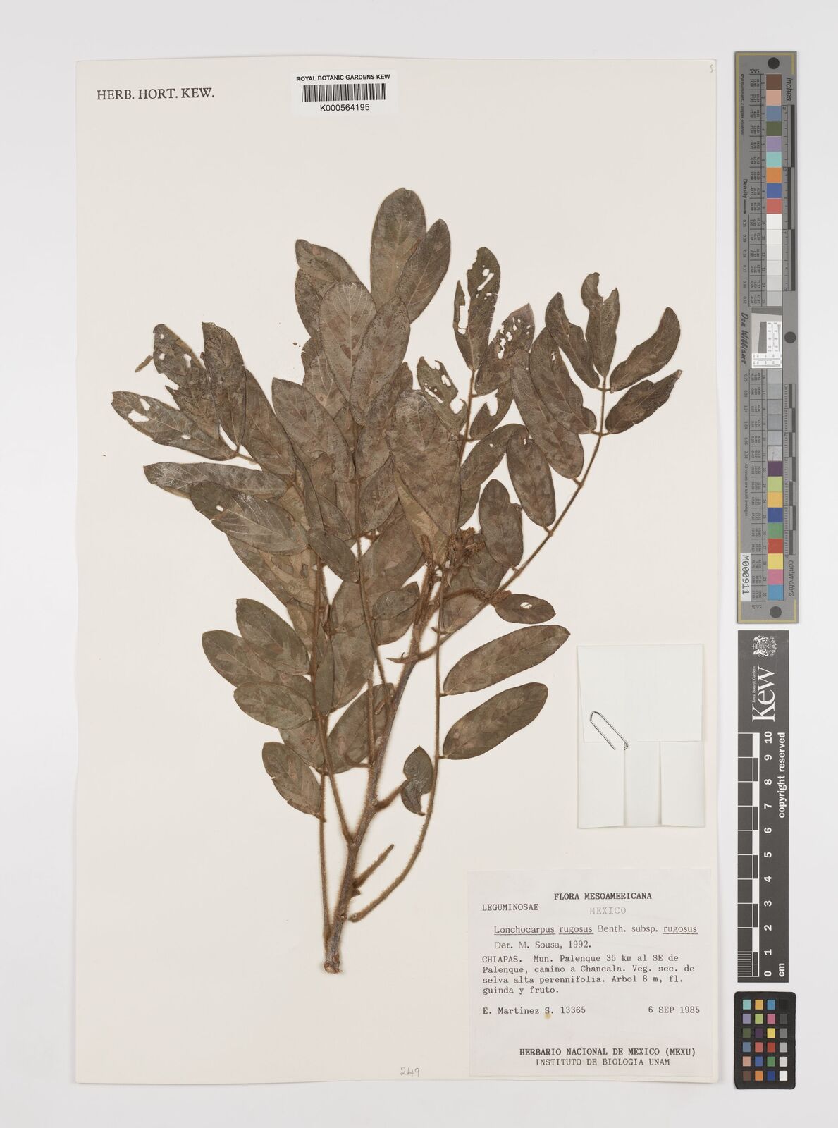 Lonchocarpus rugosus subsp. rugosus | Plants of the World Online | Kew ...