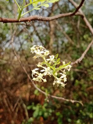 Chloroxylon swietenia DC. | Plants of the World Online | Kew Science