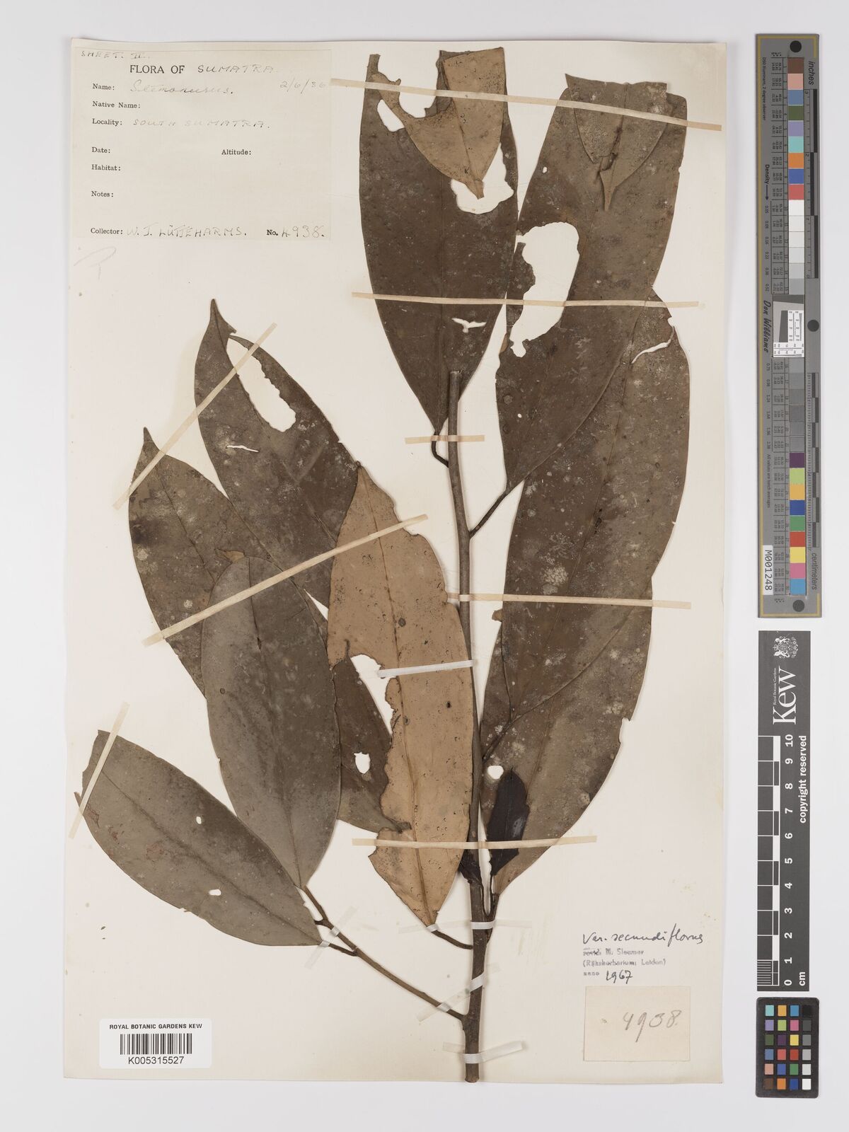 Stemonurus secundiflorus var. secundiflorus | Plants of the World ...