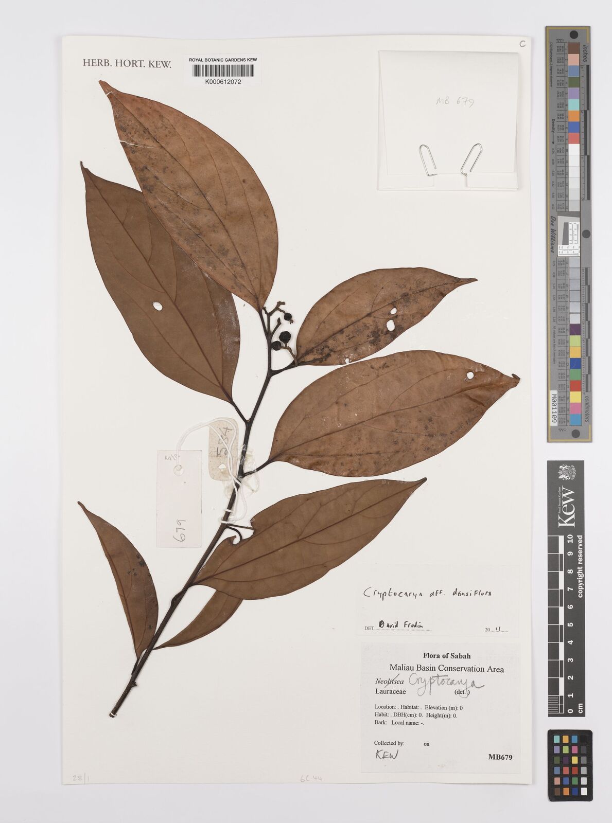 Cryptocarya densiflora Blume | Plants of the World Online | Kew Science