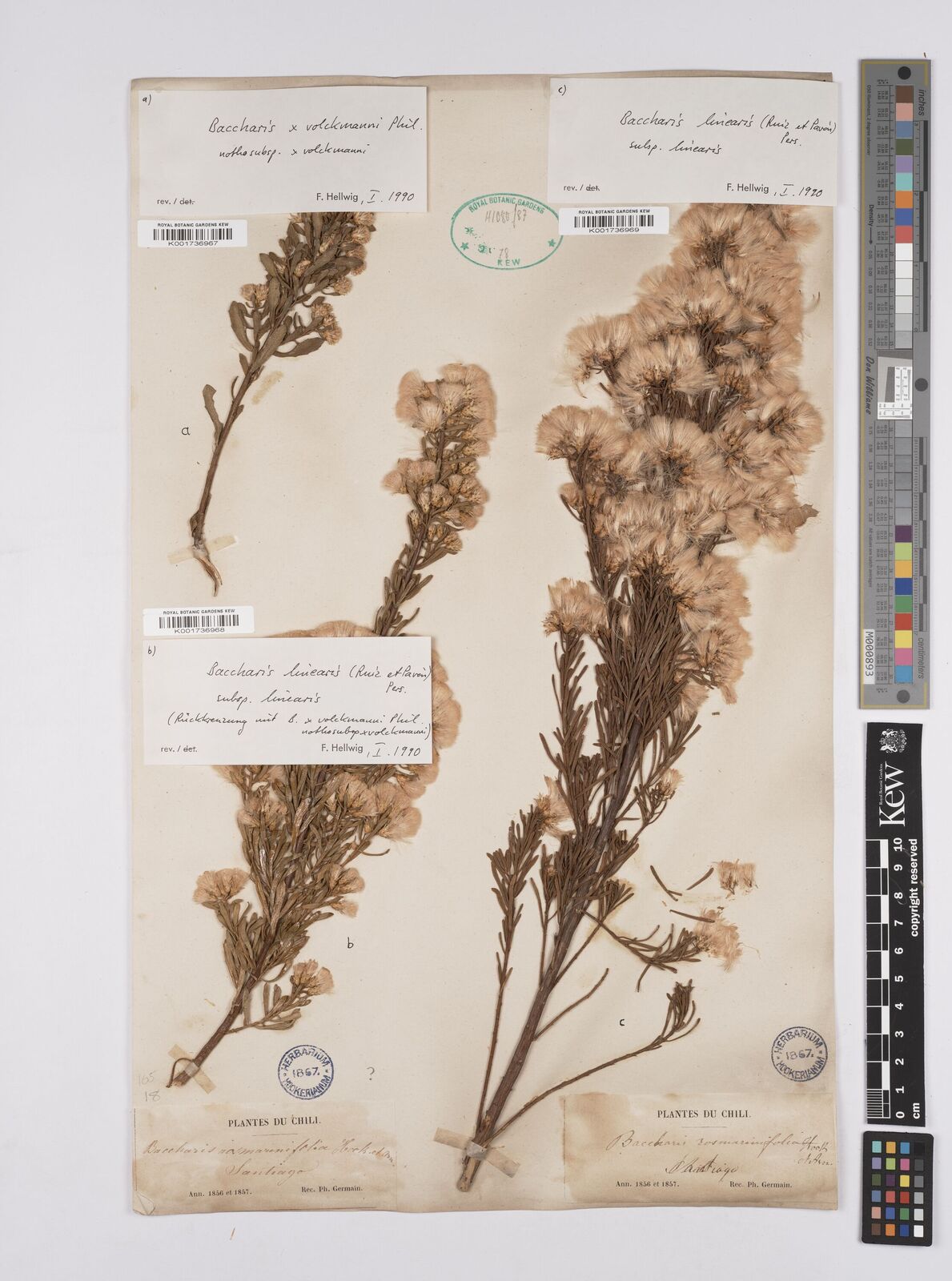 Baccharis linearis Pers. | Plants of the World Online | Kew Science