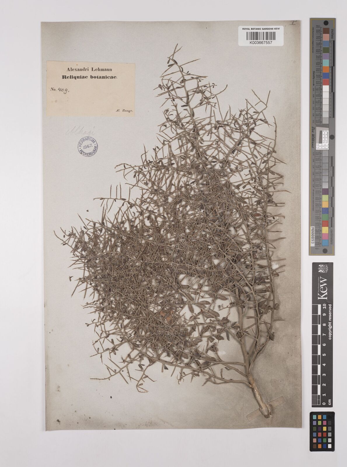 Alhagi maurorum var. maurorum | Plants of the World Online | Kew Science