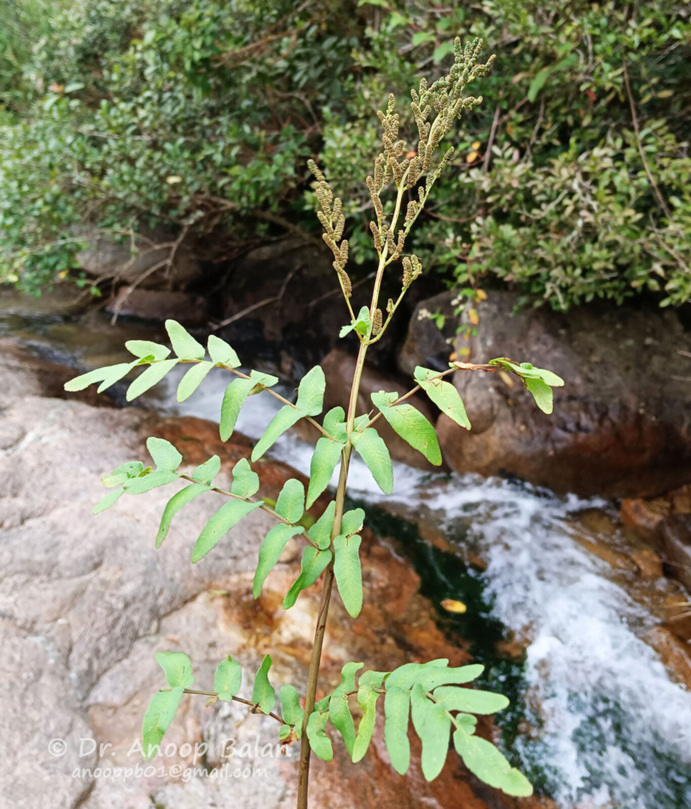Osmunda acuta (Burm.f.) Fraser-Jenk. | Plants of the World Online | Kew ...
